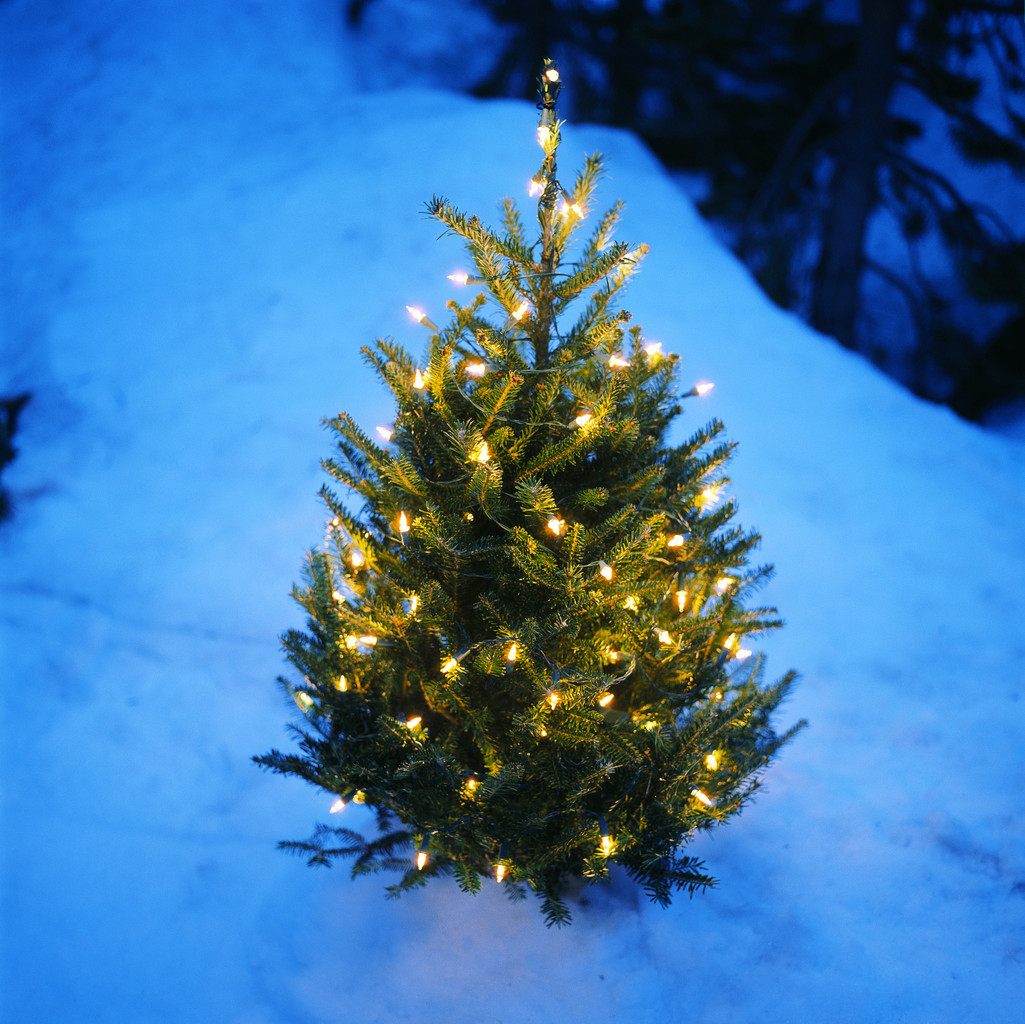 SUCCESS Holiday Cheer Goodthink Inc 